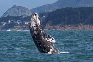 Warm weather, full lakes, for boating, fishing, camping - SFChronicle.com