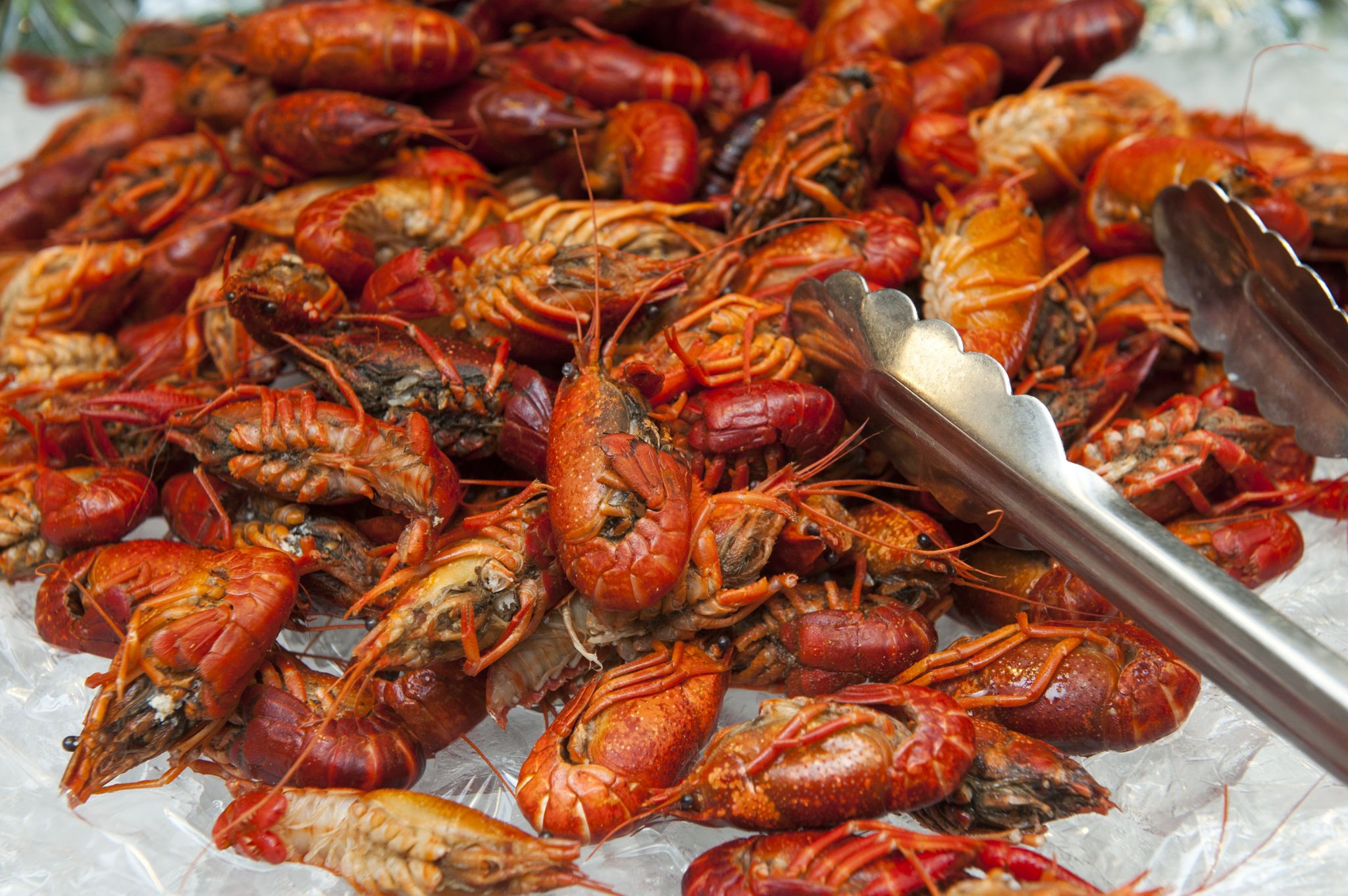 Give blood, get crawfish