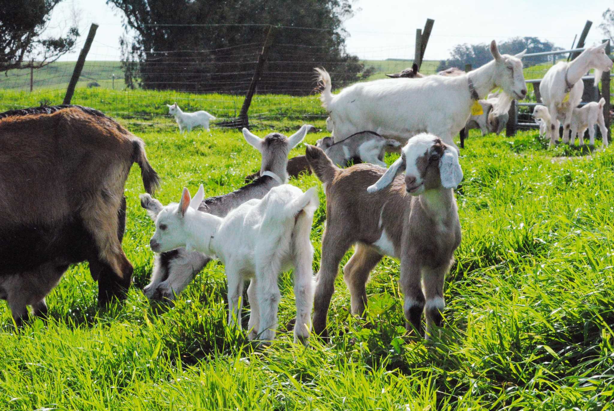 Goatchella returns to San Francisco