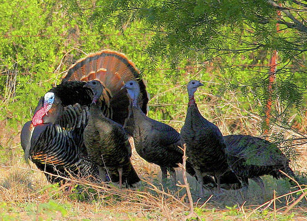 We’re talkin’ lots of turkey in Texas