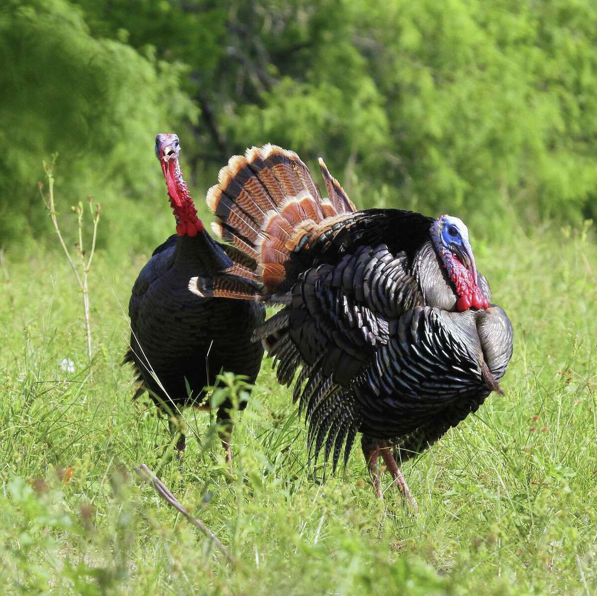 We’re talkin’ lots of turkey in Texas