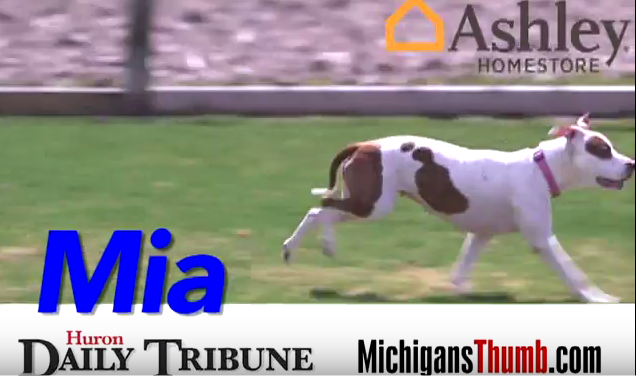 Pet of the Week - Mia