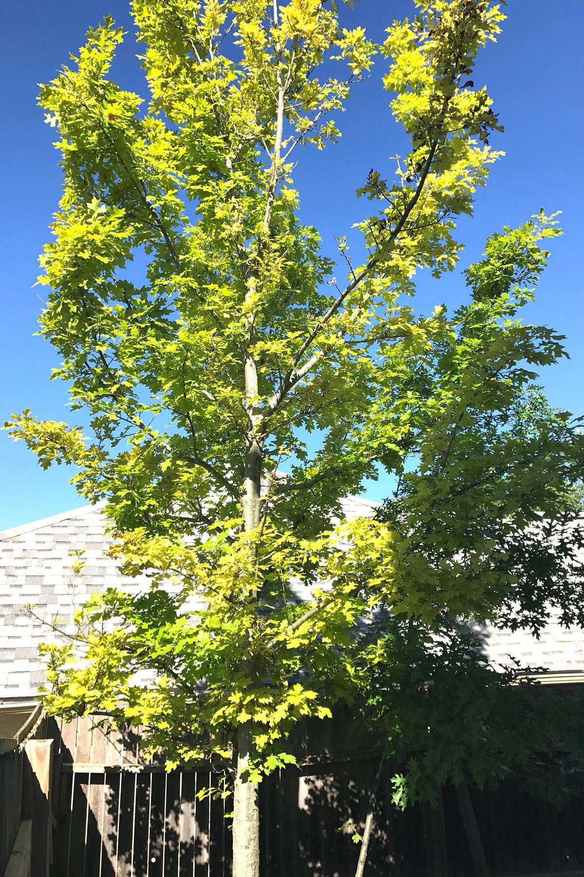 Iron deficiency in oaks a terminal problem