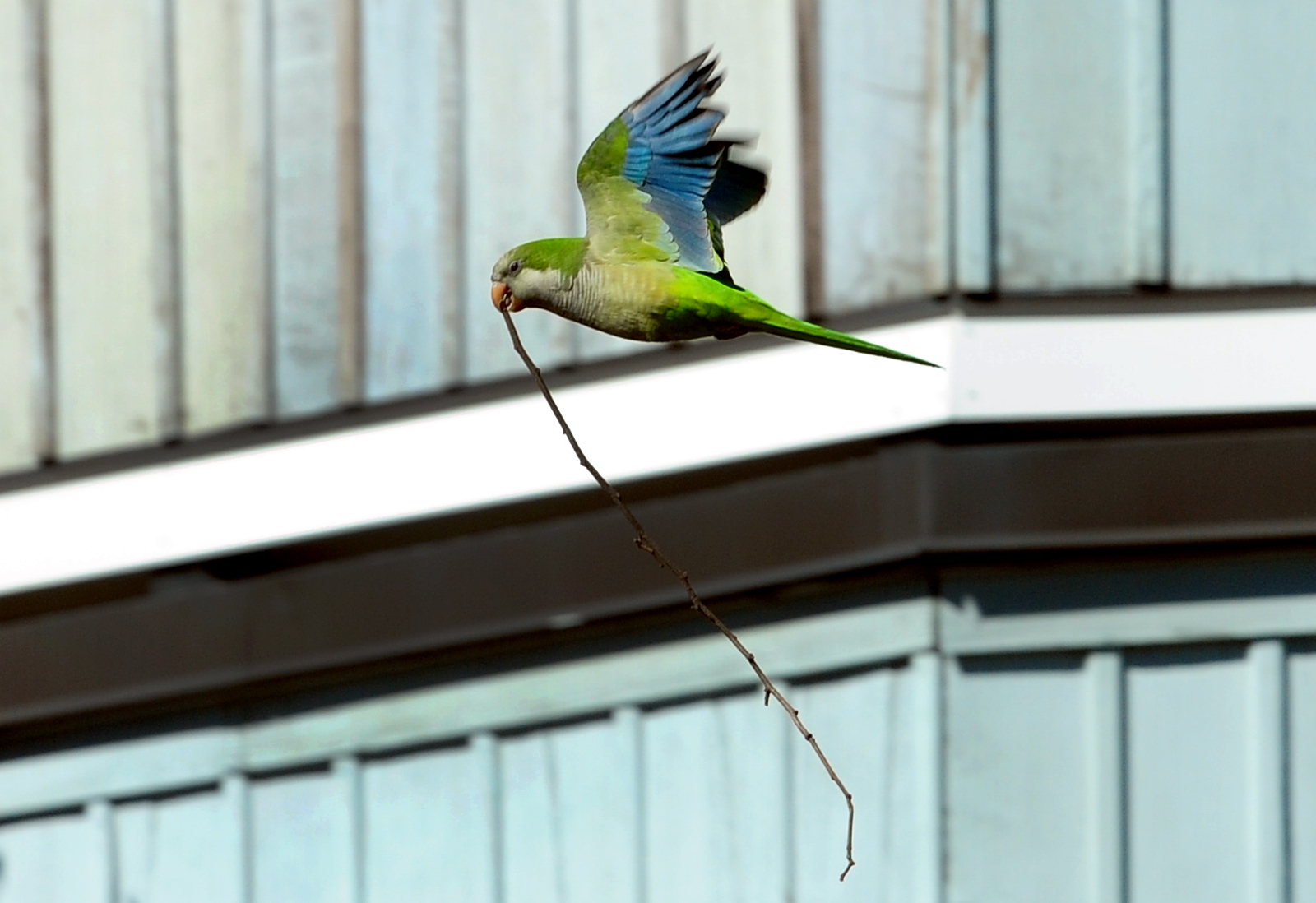 Did you know there are wild monk parakeets in Connecticut?