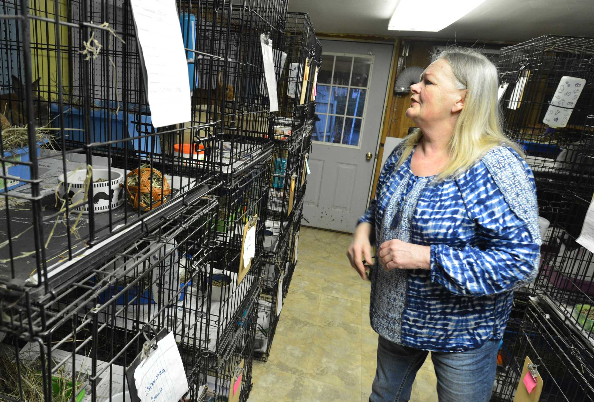 Easter means a new herd of bunnies at Hopalong Hollow