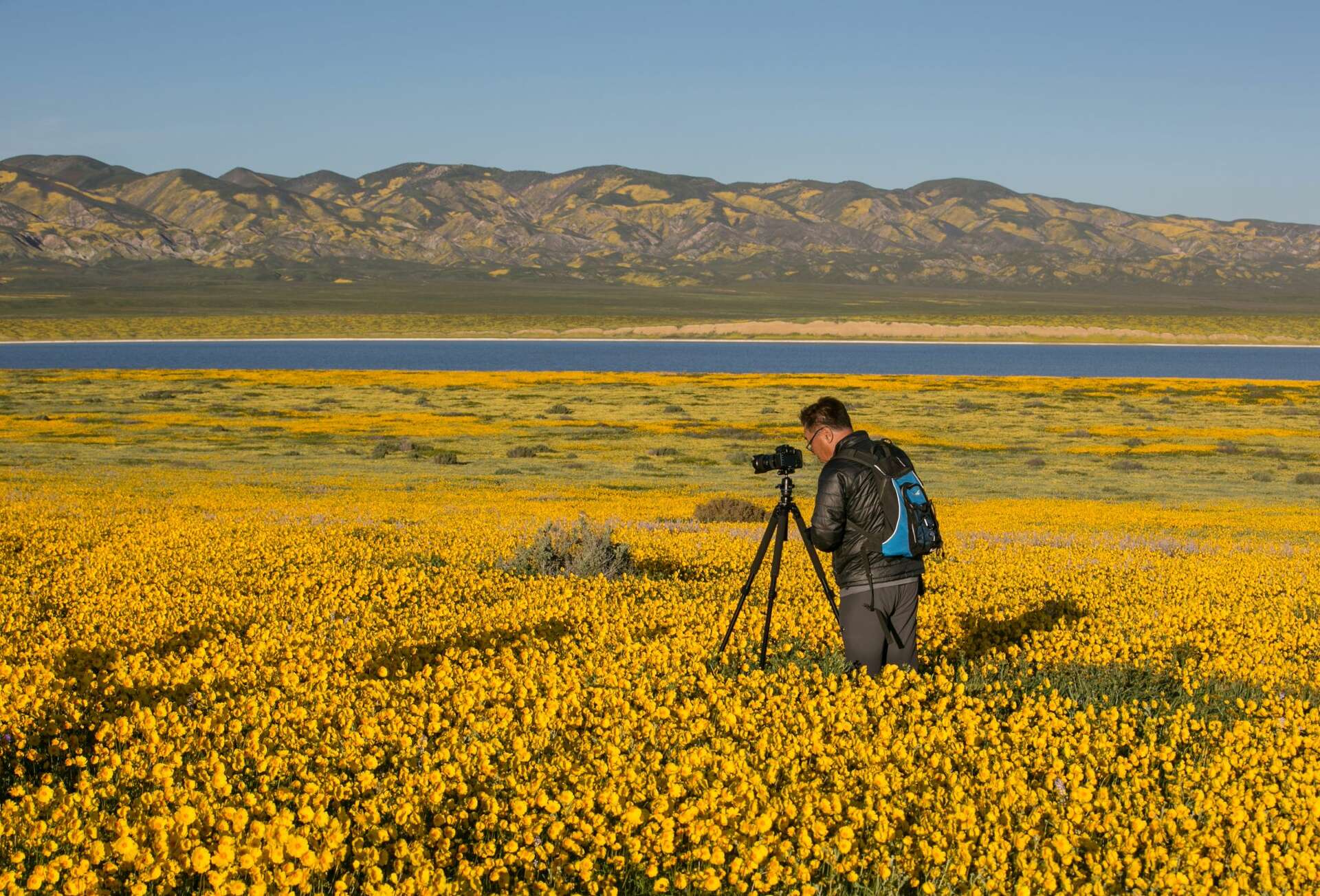 California's super bloom continues to explode with color: How long will ...