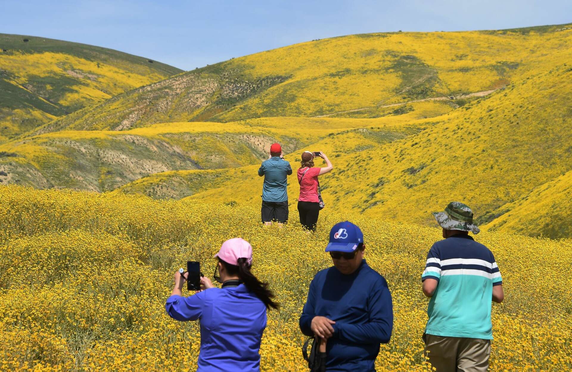 California's super bloom continues to explode with color: How long will ...