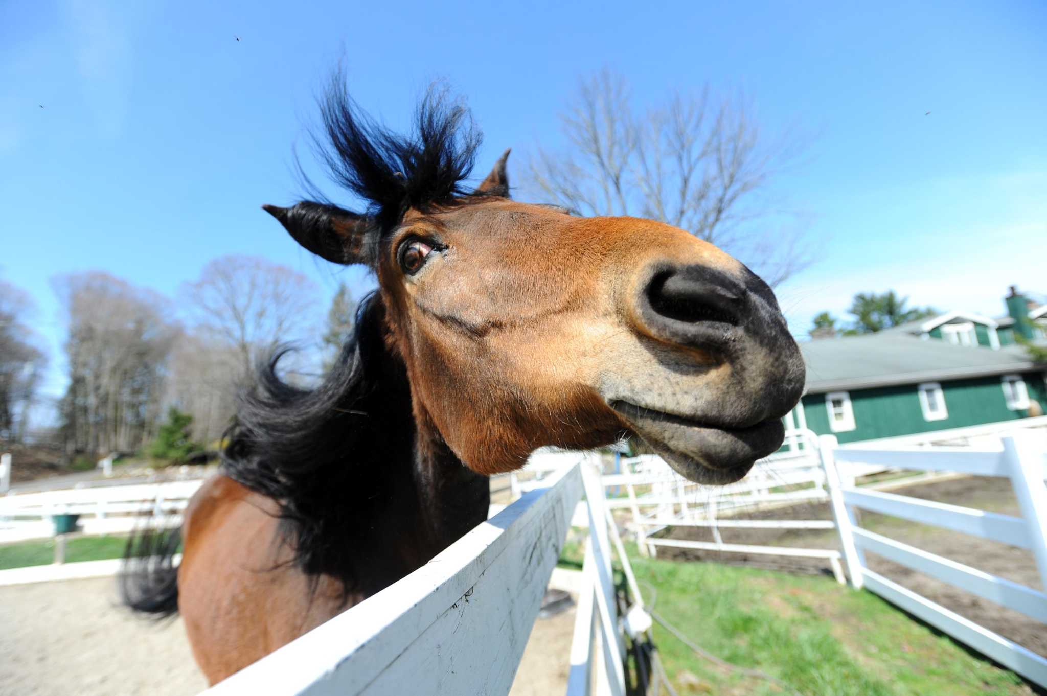 Stamford’s Mead Farm teaches youngsters care for equines