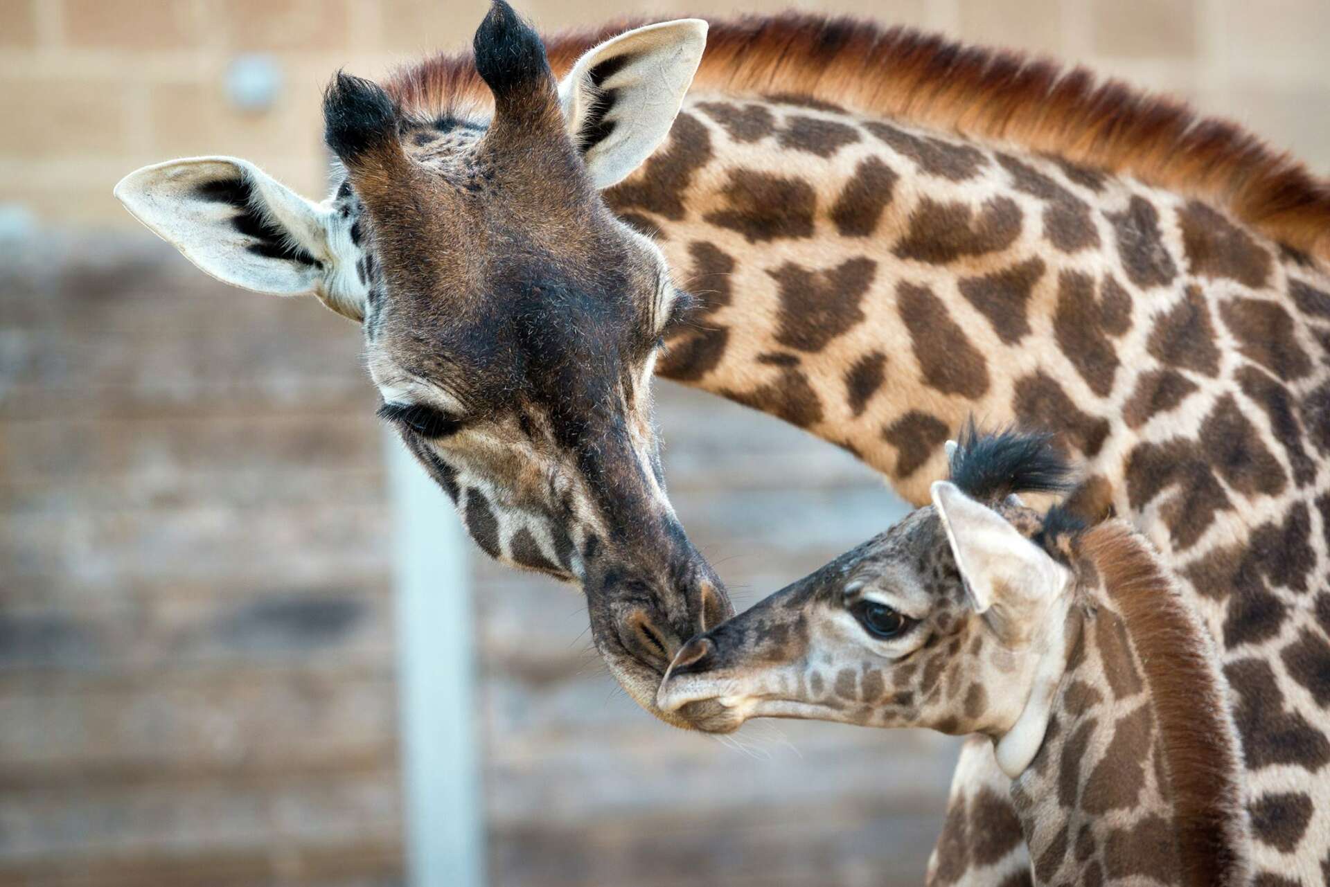 Houston Zoo's new giraffe finally has name