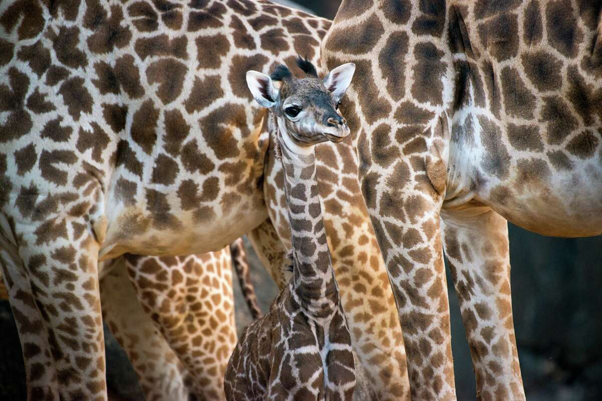 Houston Zoo's new giraffe finally has name