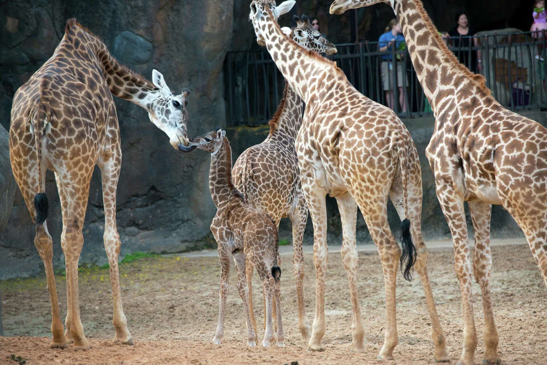 Houston Zoo's new giraffe finally has name