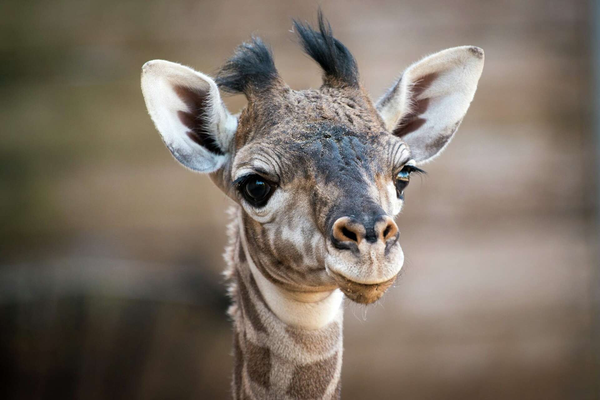 Houston Zoo's new giraffe finally has name