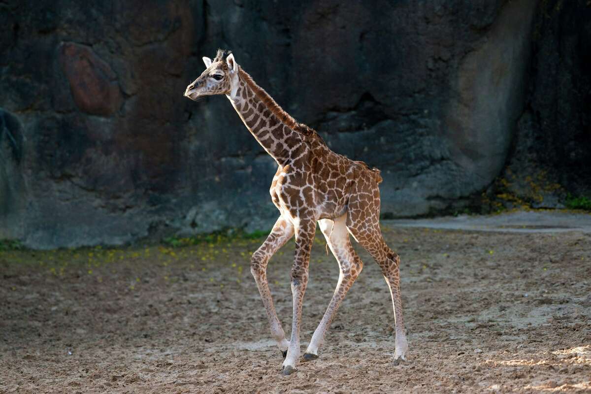 Houston Zoo's new giraffe finally has name