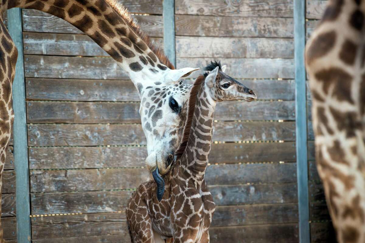 Houston Zoo's new giraffe finally has name