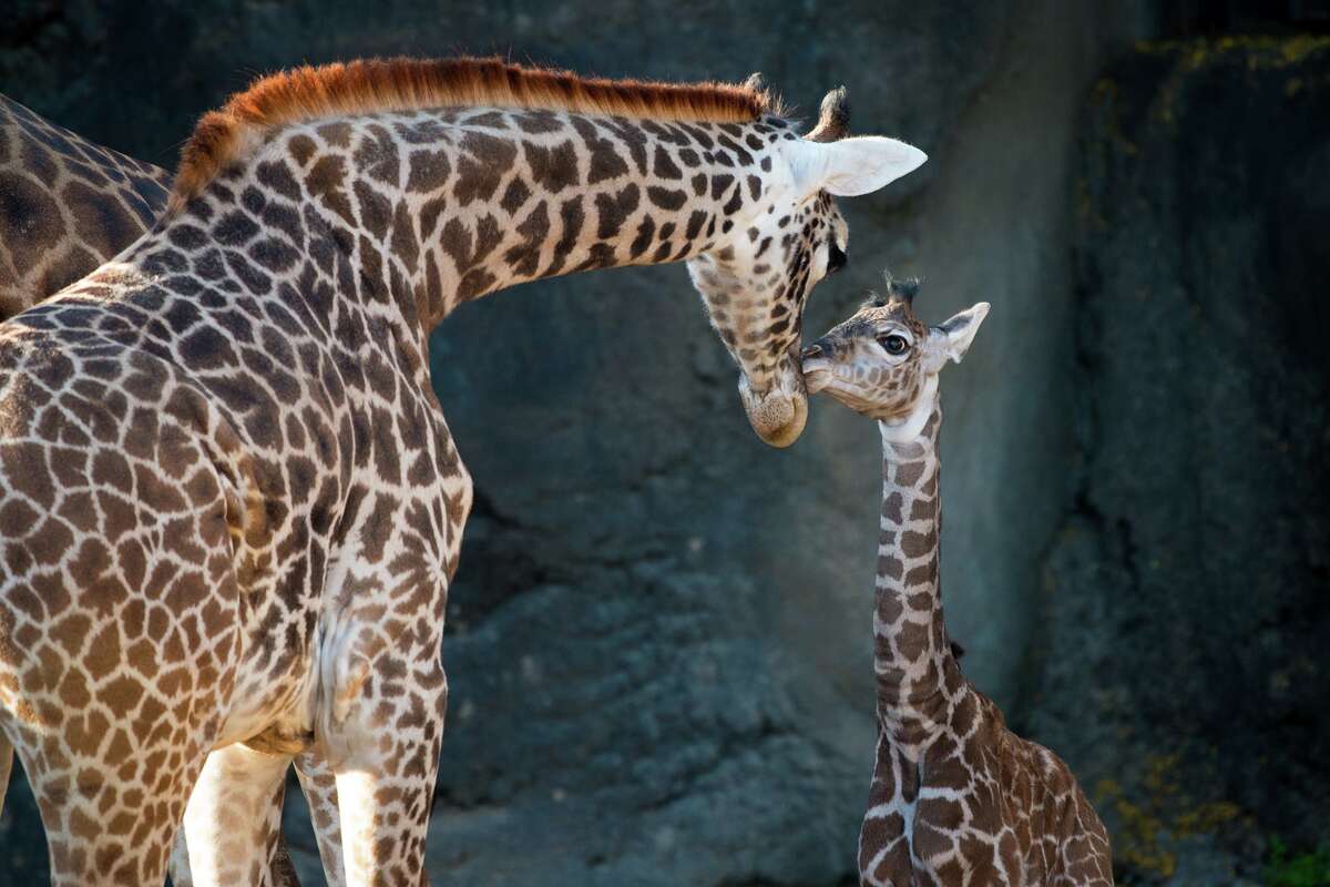 Houston Zoo's new giraffe finally has name