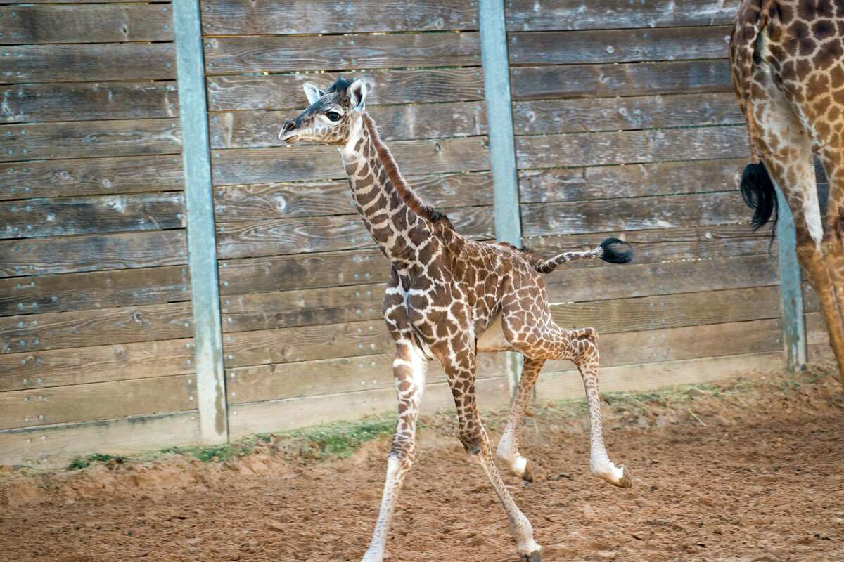 Houston Zoo's new giraffe finally has name