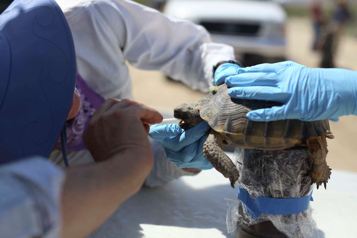 The cost of airlifting 1,100 tortoises in California? $50 million