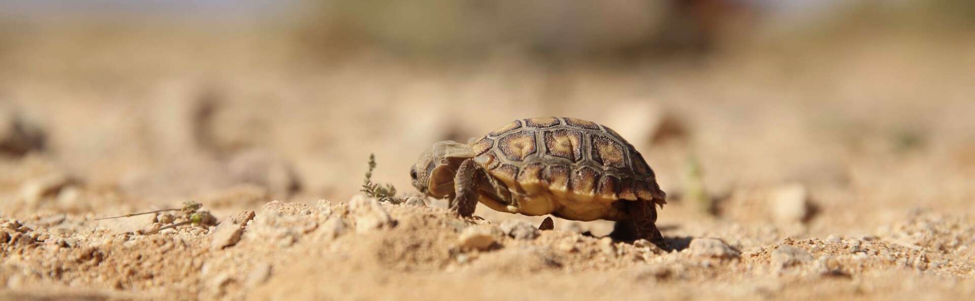 The cost of airlifting 1,100 tortoises in California? $50 million
