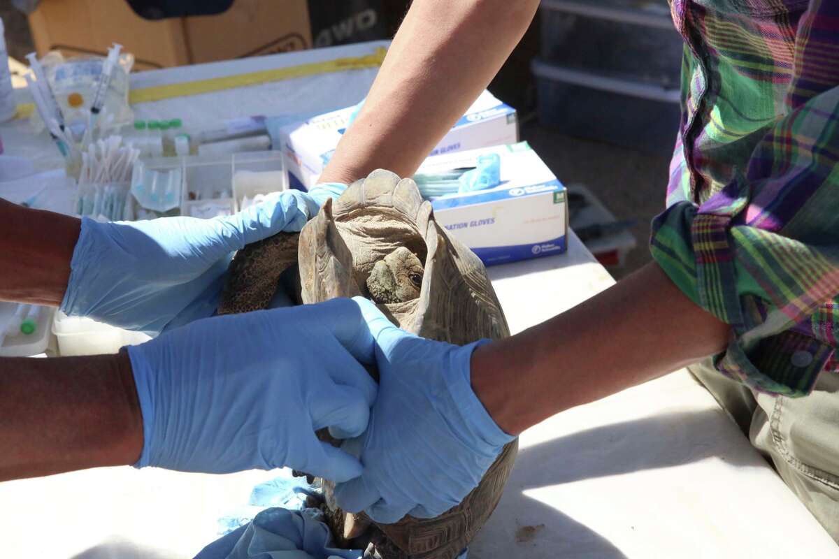 The cost of airlifting 1,100 tortoises in California? $50 million