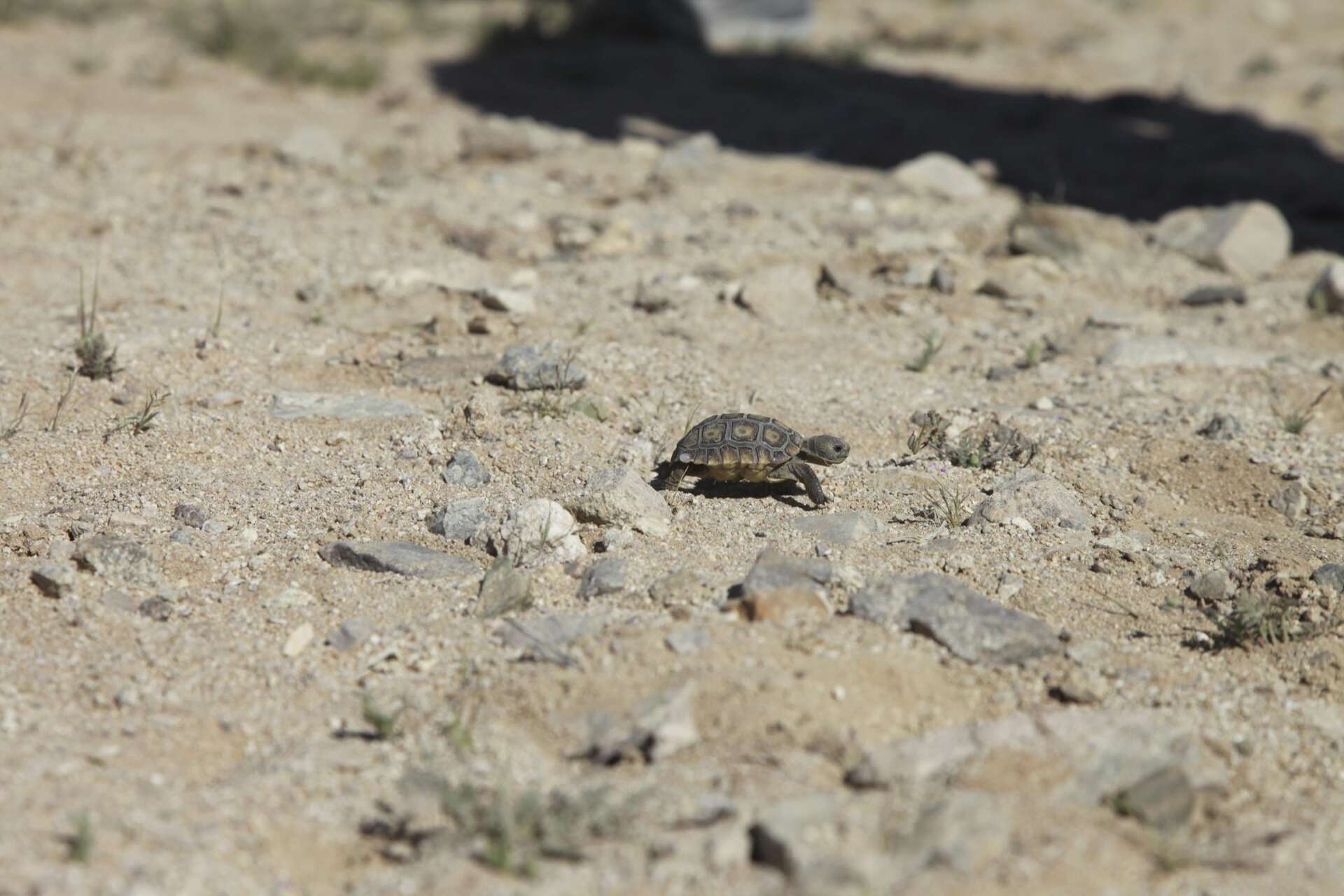 The cost of airlifting 1,100 tortoises in California? $50 million