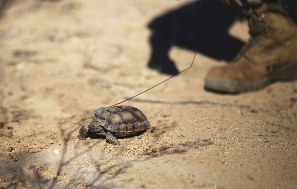 The cost of airlifting 1,100 tortoises in California? $50 million
