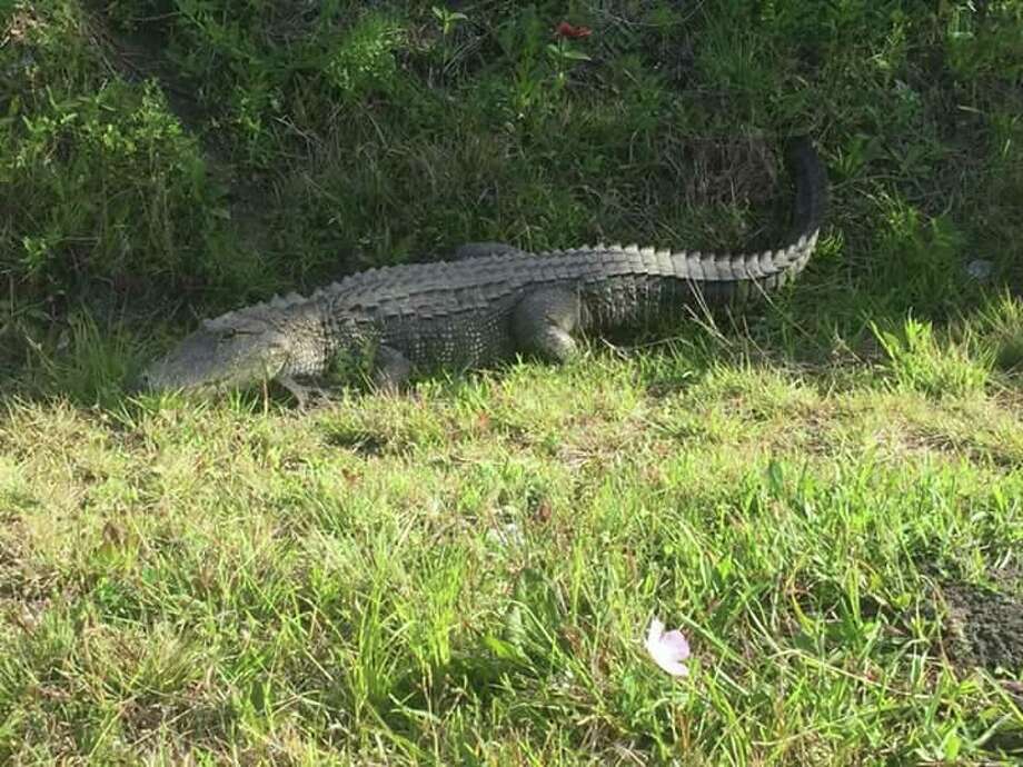 Stay safe from alligators in the Houston area this mating season ...
