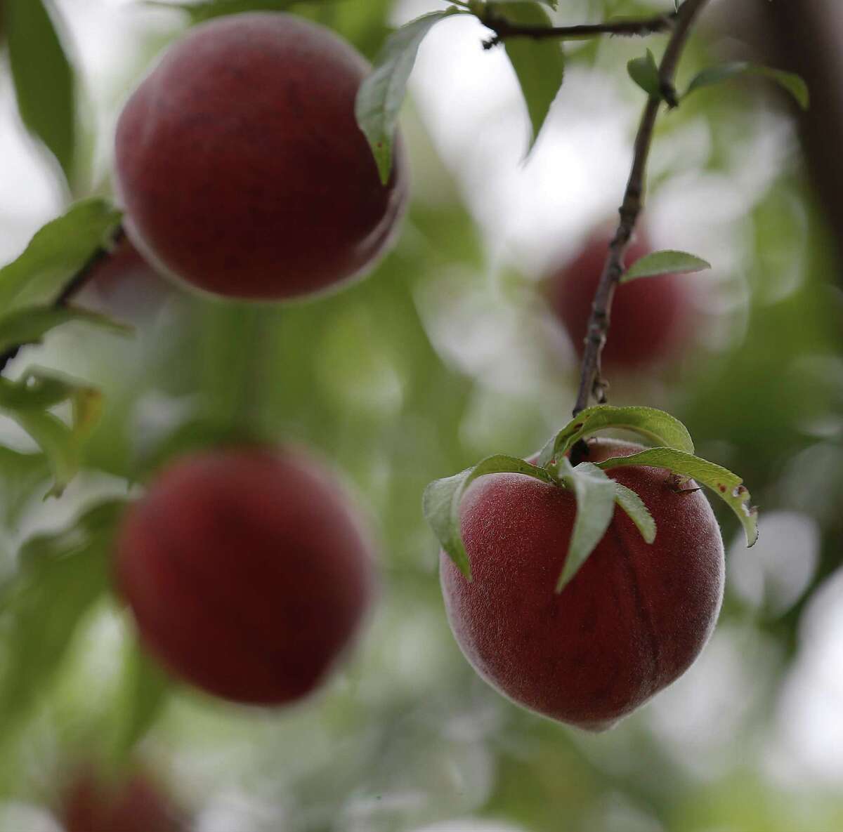Slim pickings predicted for this year’s Hill Country peach crop