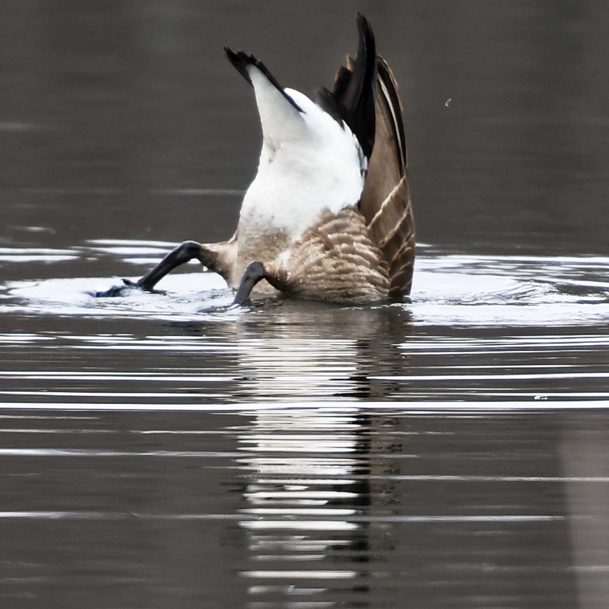 Photos: Suburban Wildlife