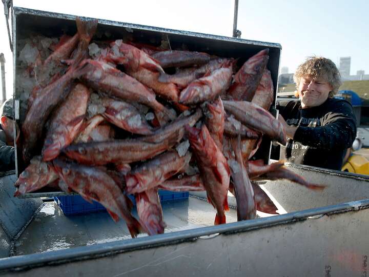 Fish sold right from the boat: The old ways resurface