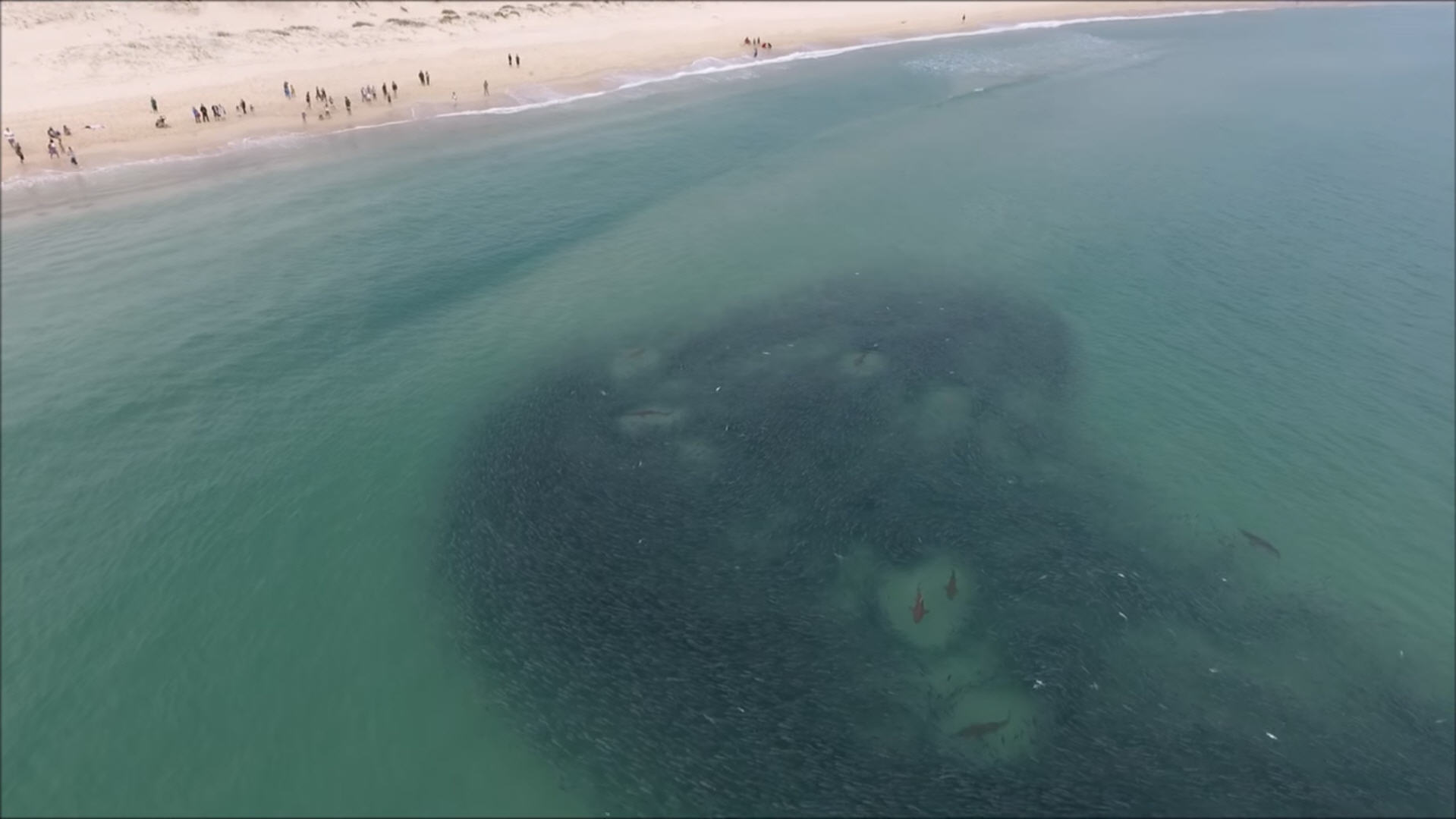Captivating drone video shows sharks carving through massive fish swarm