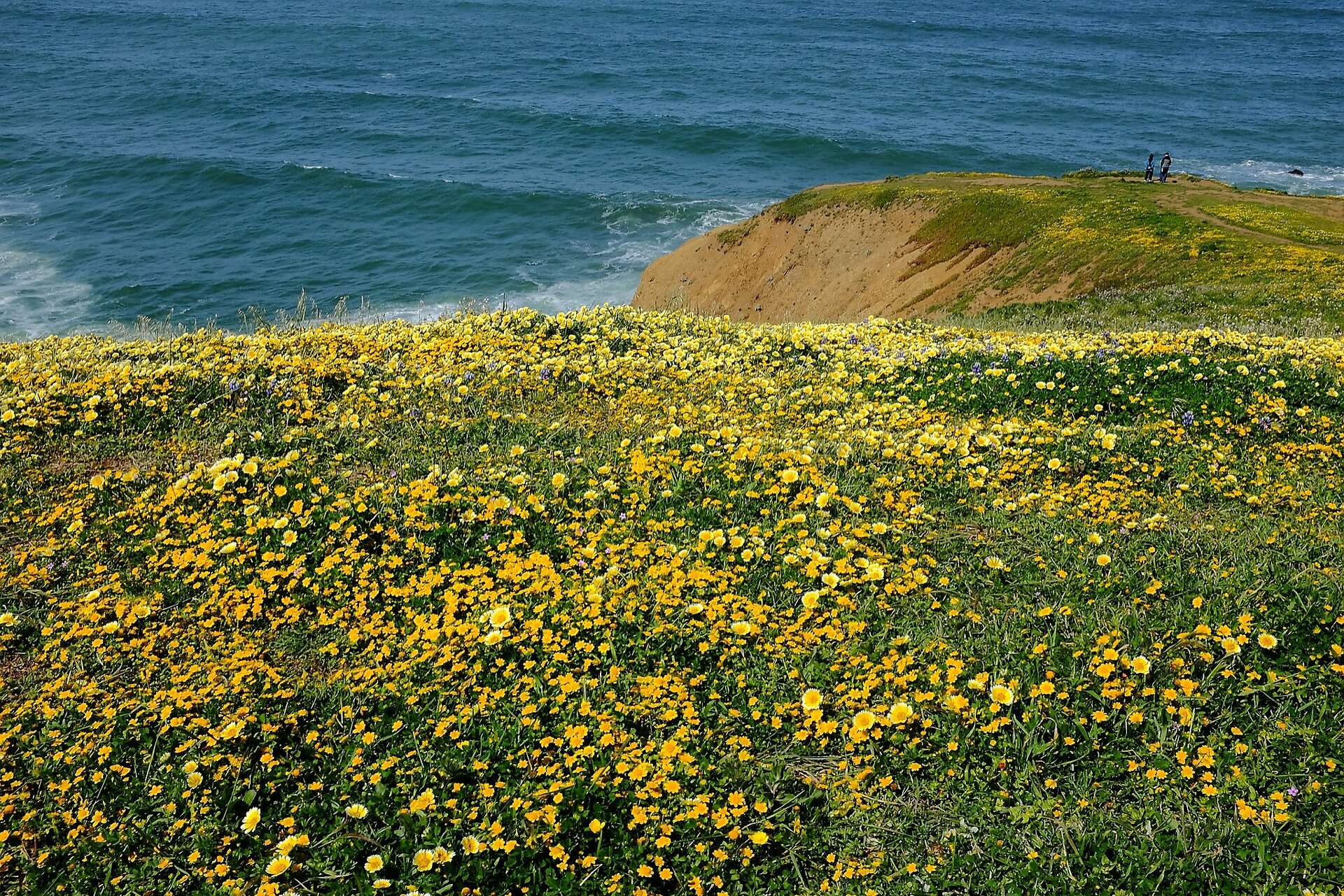 Coastal wildflowers: Who's got the better bloom, Pacifica or Pt. Reyes?