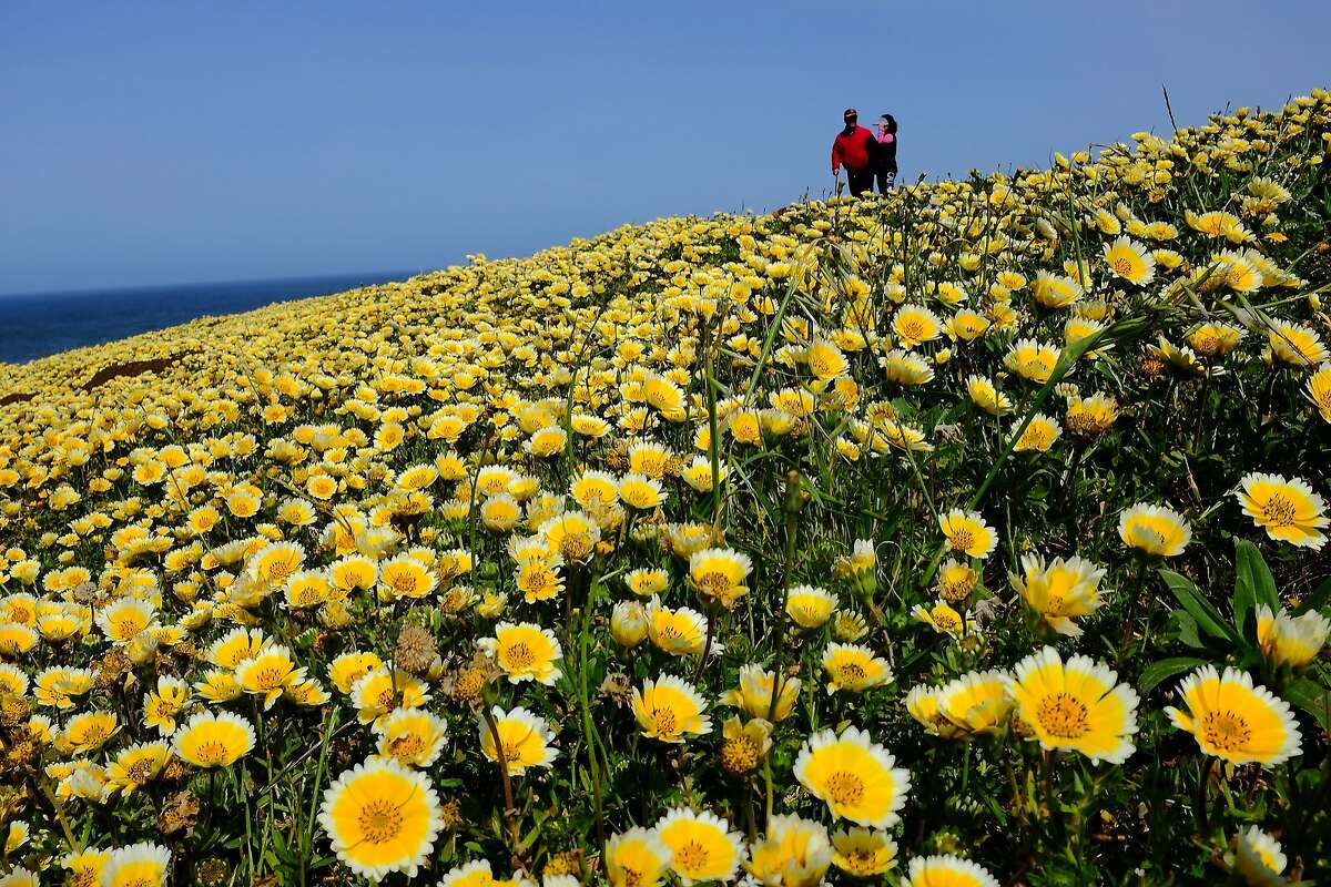 Coastal wildflowers: Who's got the better bloom, Pacifica or Pt. Reyes?