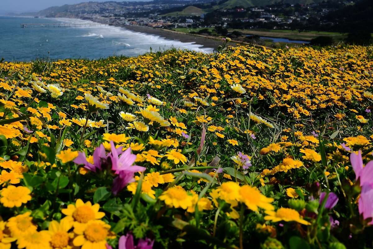 Coastal wildflowers: Who's got the better bloom, Pacifica or Pt. Reyes?
