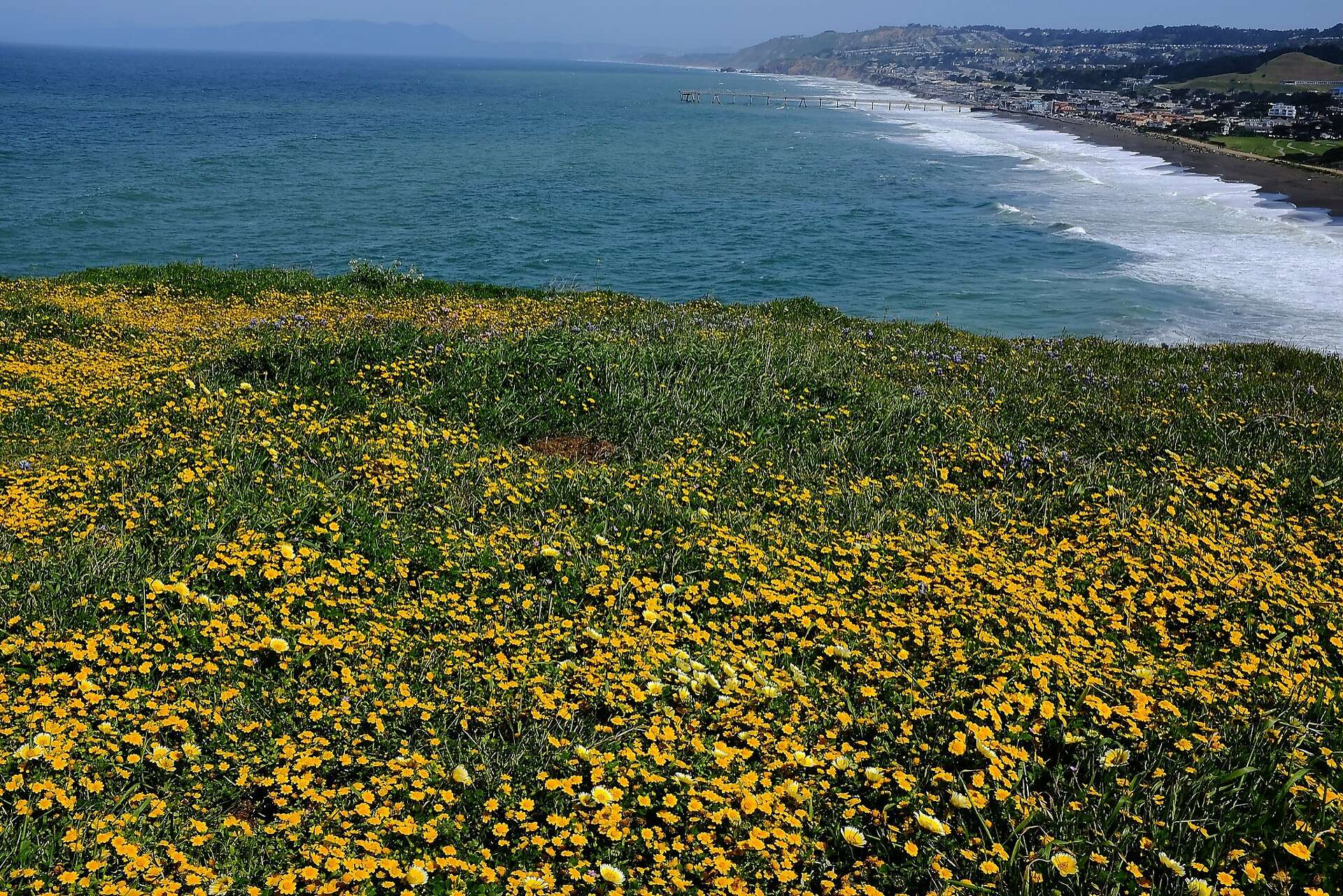 Coastal wildflowers: Who's got the better bloom, Pacifica or Pt. Reyes?