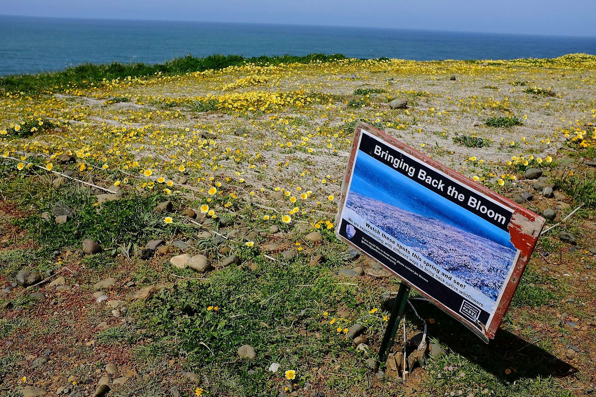 Coastal wildflowers: Who's got the better bloom, Pacifica or Pt. Reyes?