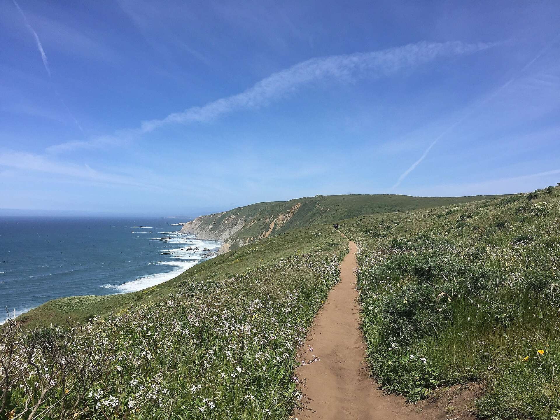 Coastal wildflowers: Who's got the better bloom, Pacifica or Pt. Reyes?