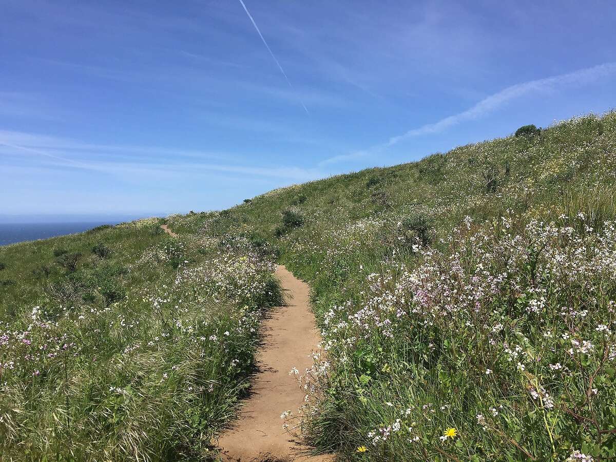 Coastal wildflowers: Who's got the better bloom, Pacifica or Pt. Reyes?