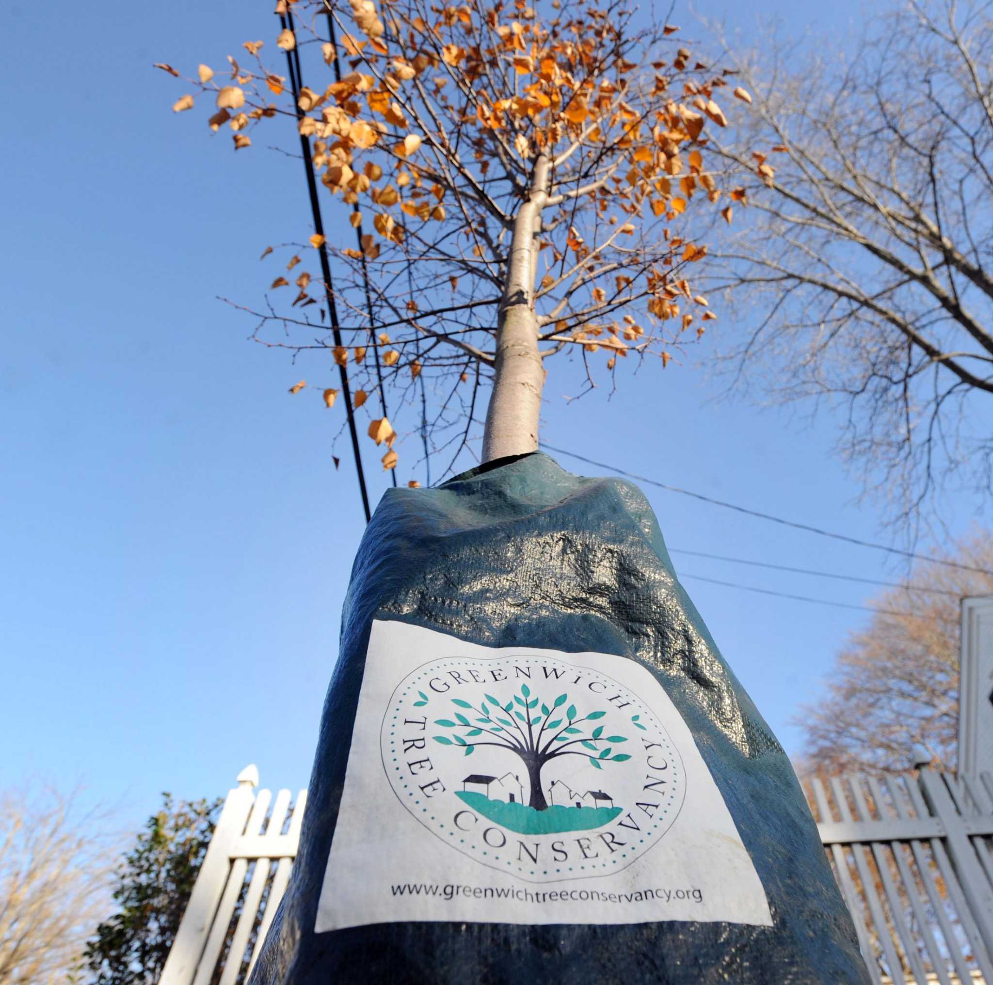 Greenwich Tree Conservancy anniversary comes at a busy time