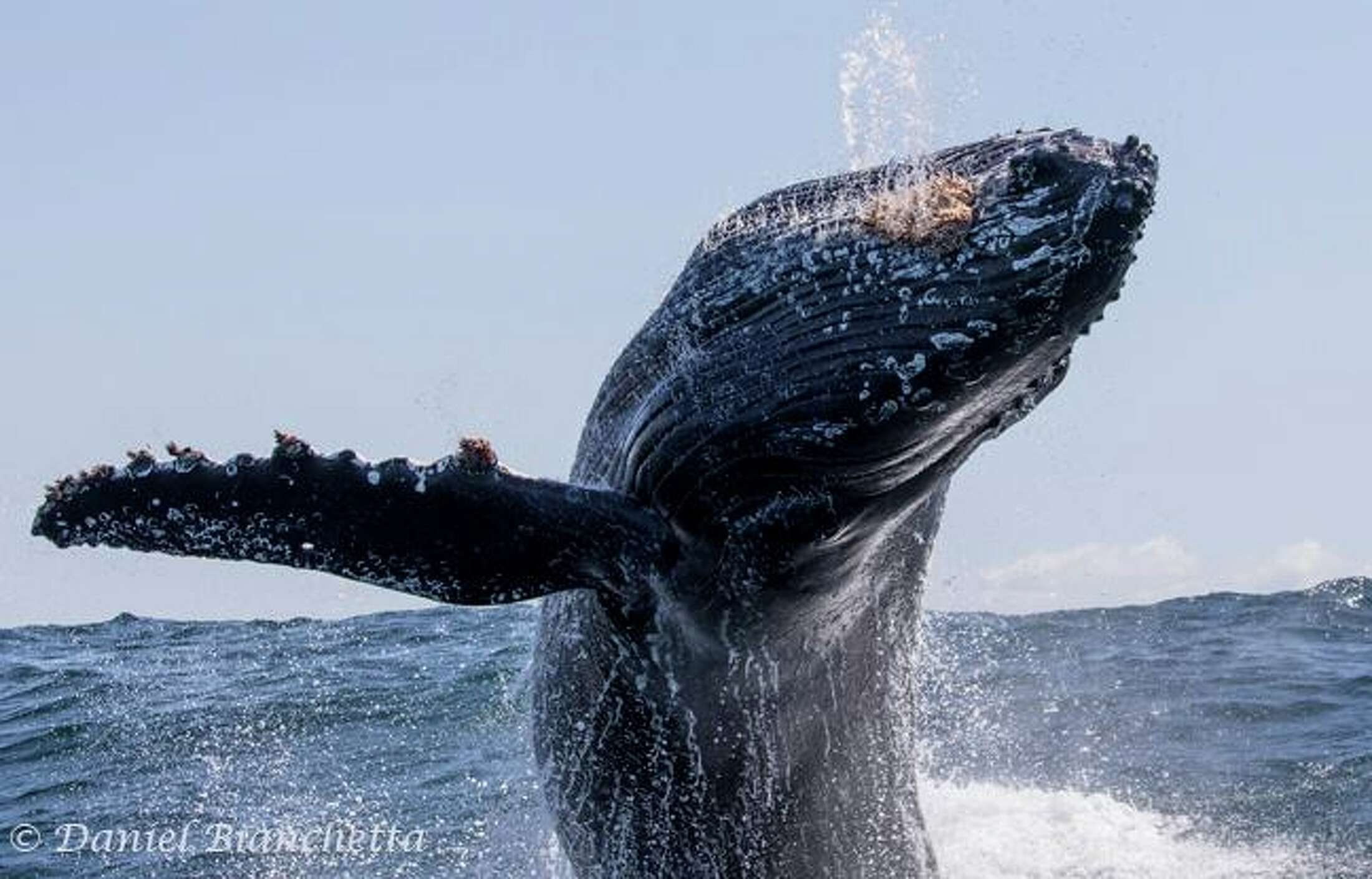 Humpbacks trying to fight off killer whale feeding frenzy