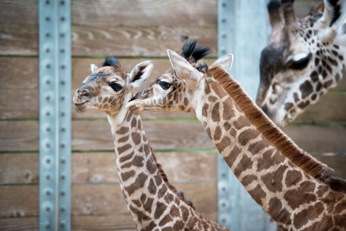 Houston Zoo announces the birth of another new giraffe