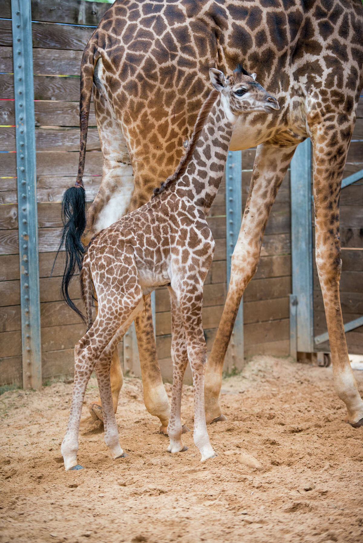 Houston Zoo announces the birth of another new giraffe