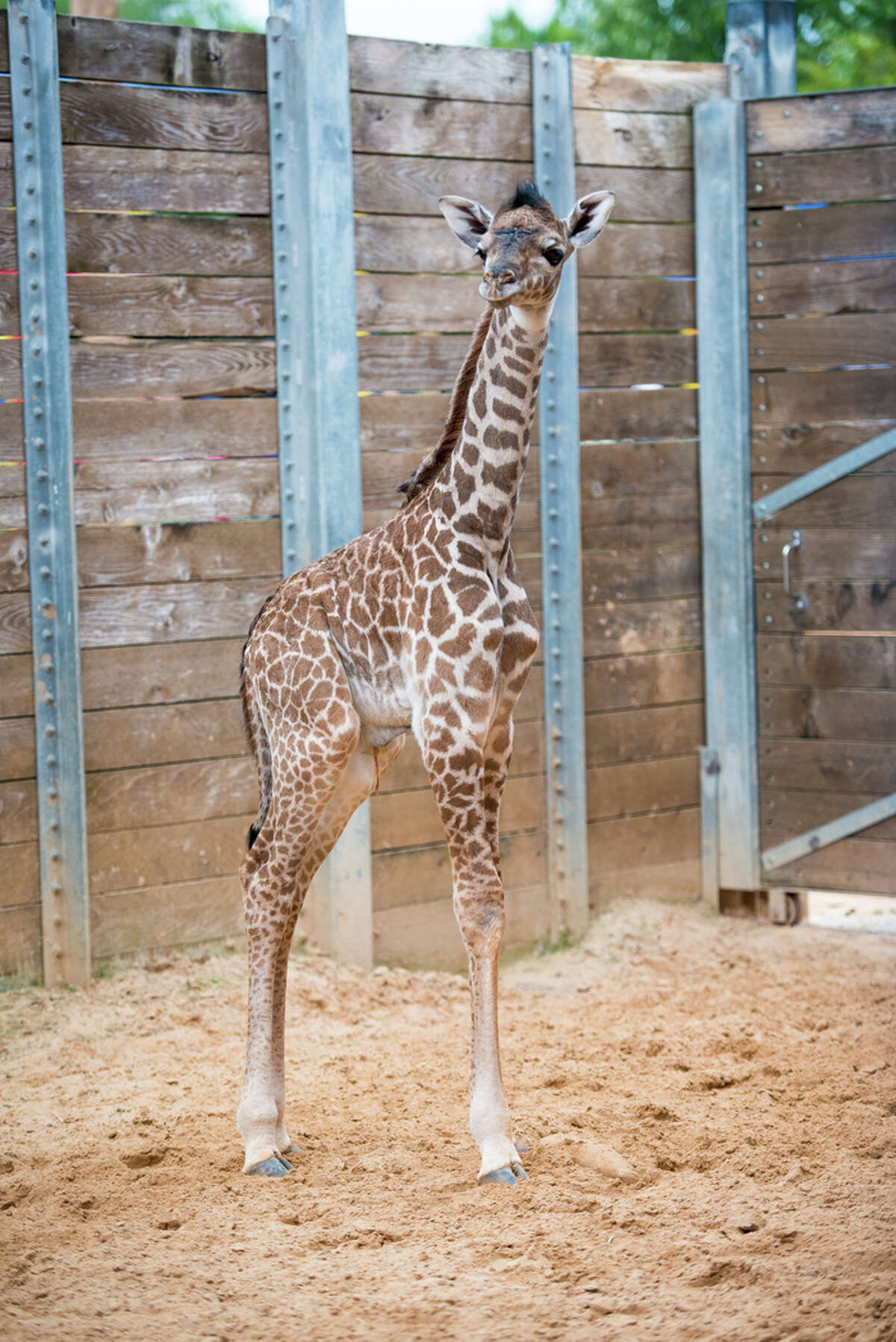 Houston Zoo announces the birth of another new giraffe