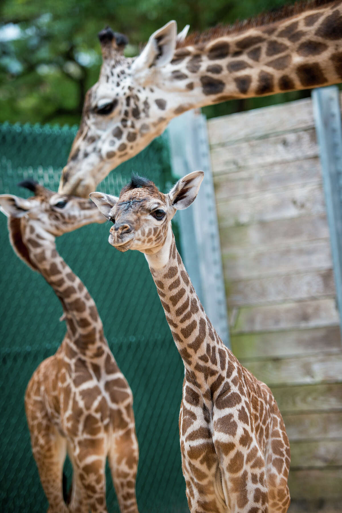 Houston Zoo announces the birth of another new giraffe