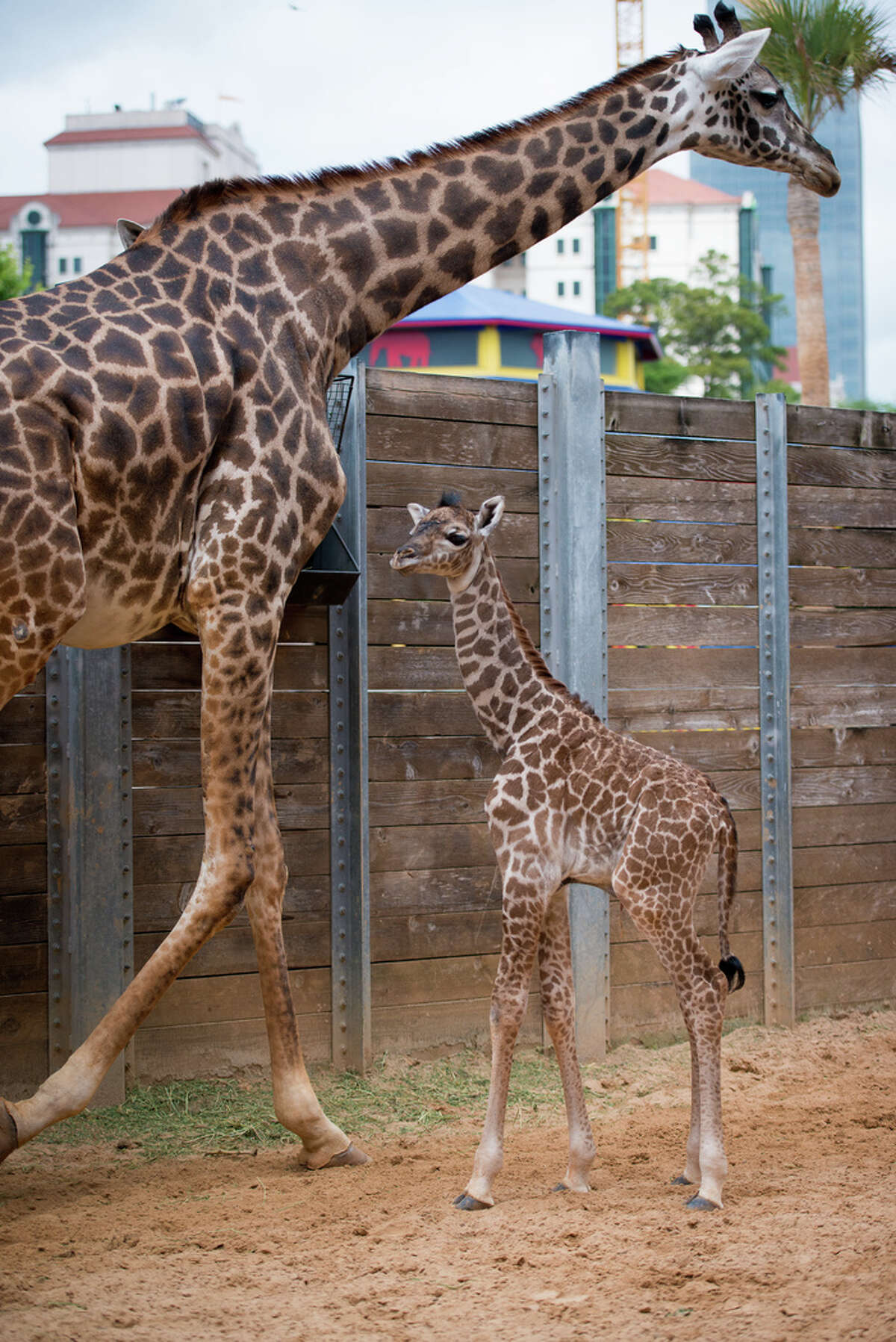 Houston Zoo announces the birth of another new giraffe