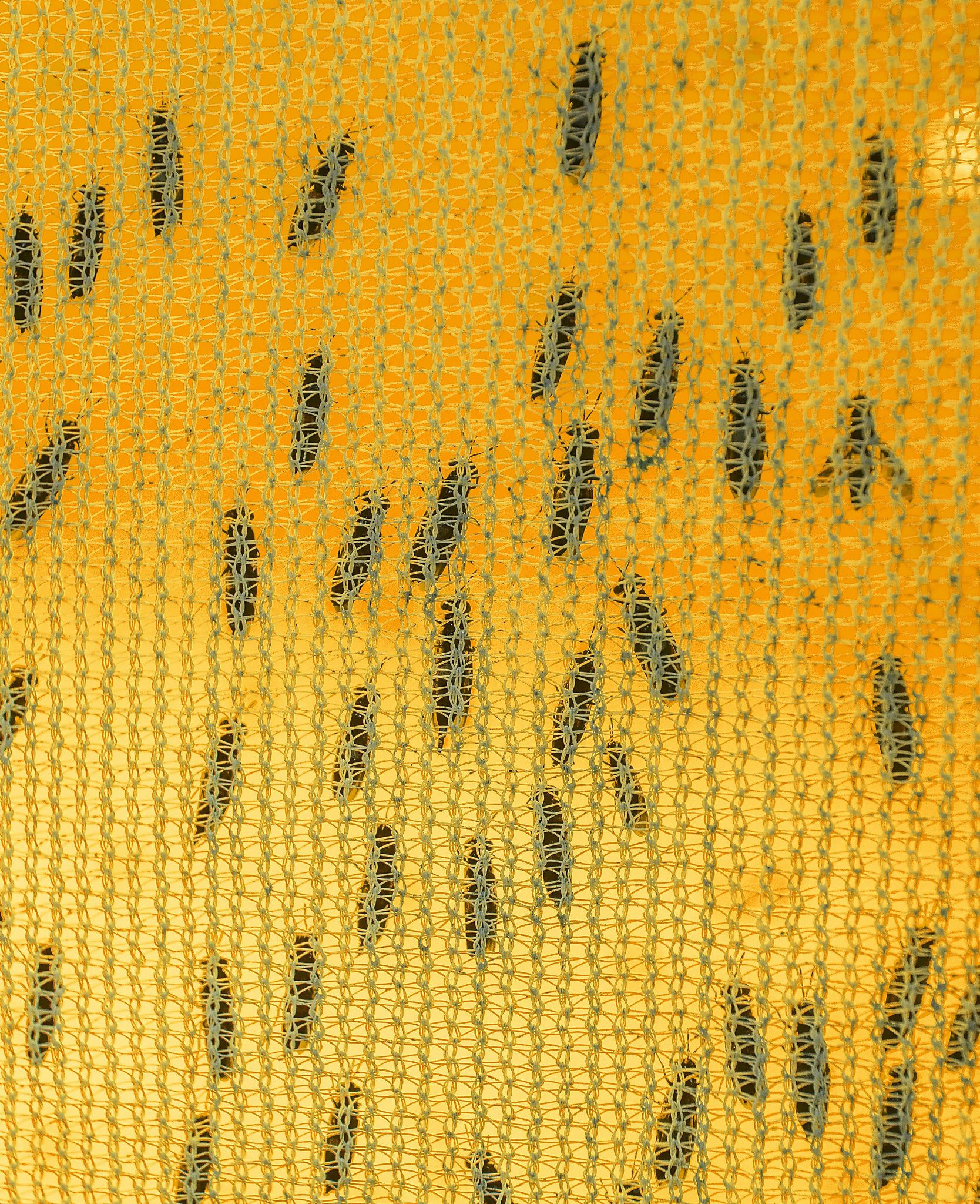 The future of animal feed? Fly farming