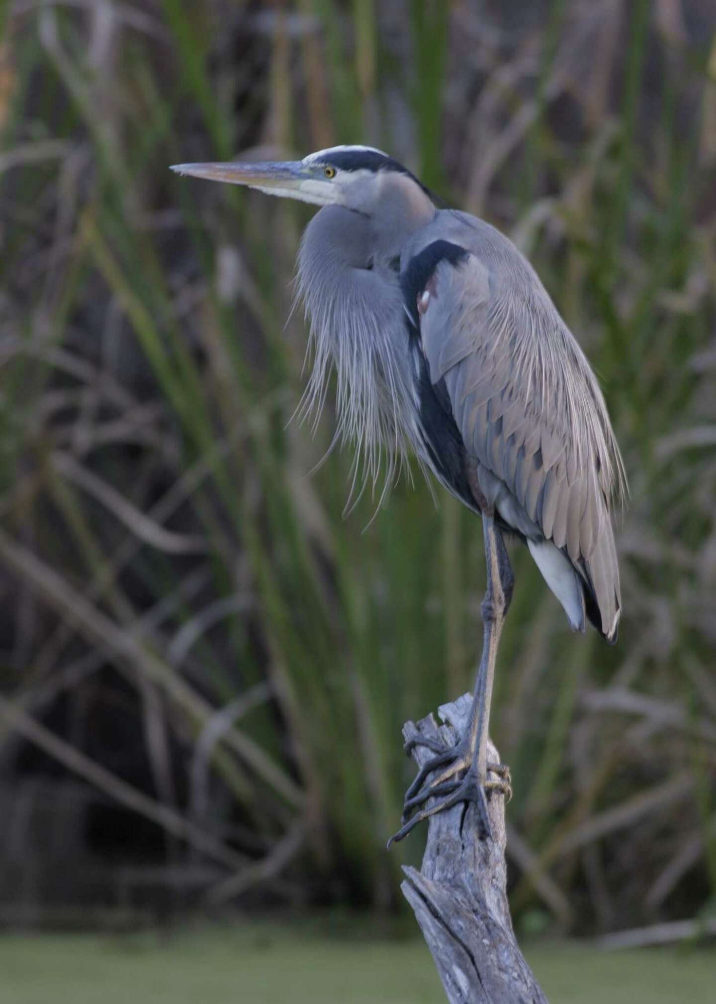Top birding spots around Texas