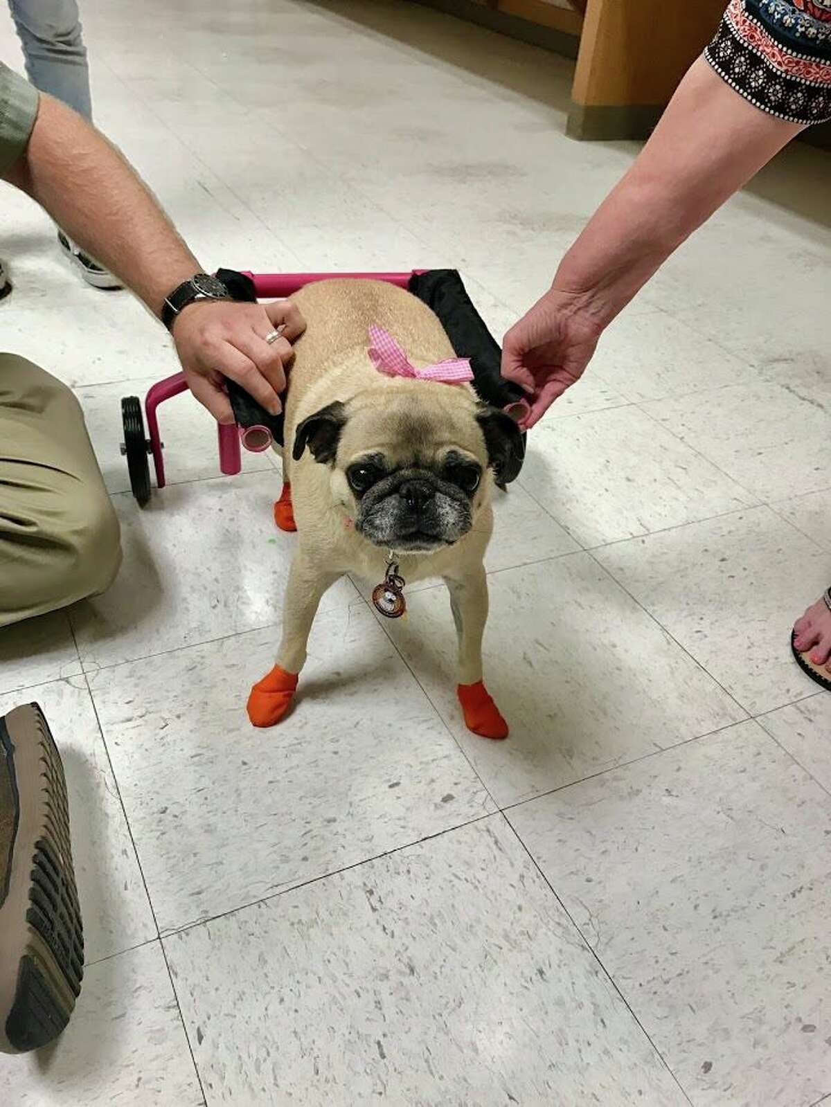 Central Texas students help disabled pug walk again