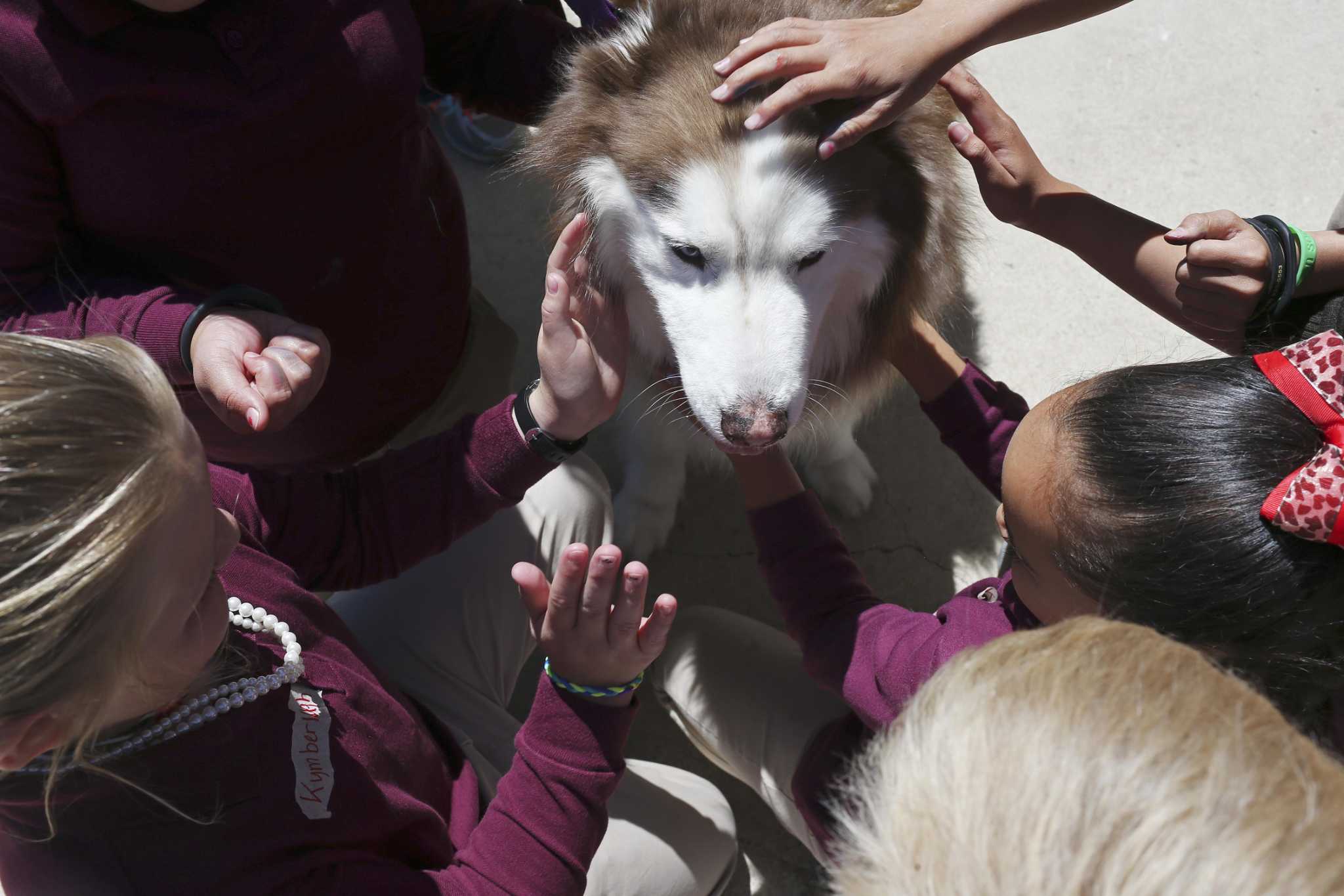 Once abused and neglected dog, now therapy pet cheering up victims