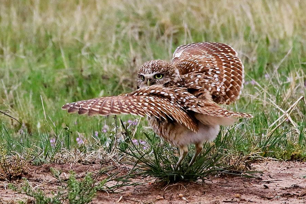 Readers Page -- Ruffling feathers