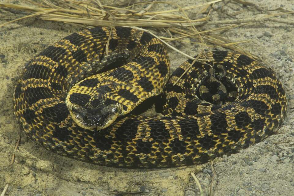 11 non-venomous snakes you want in your backyard